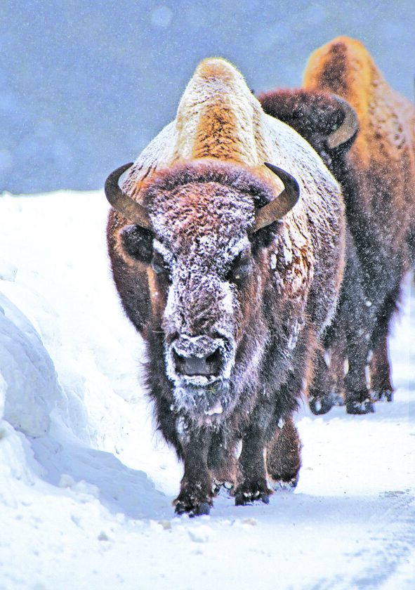 Mifflin County photographer’s travels highlighted | News, Sports, Jobs ...